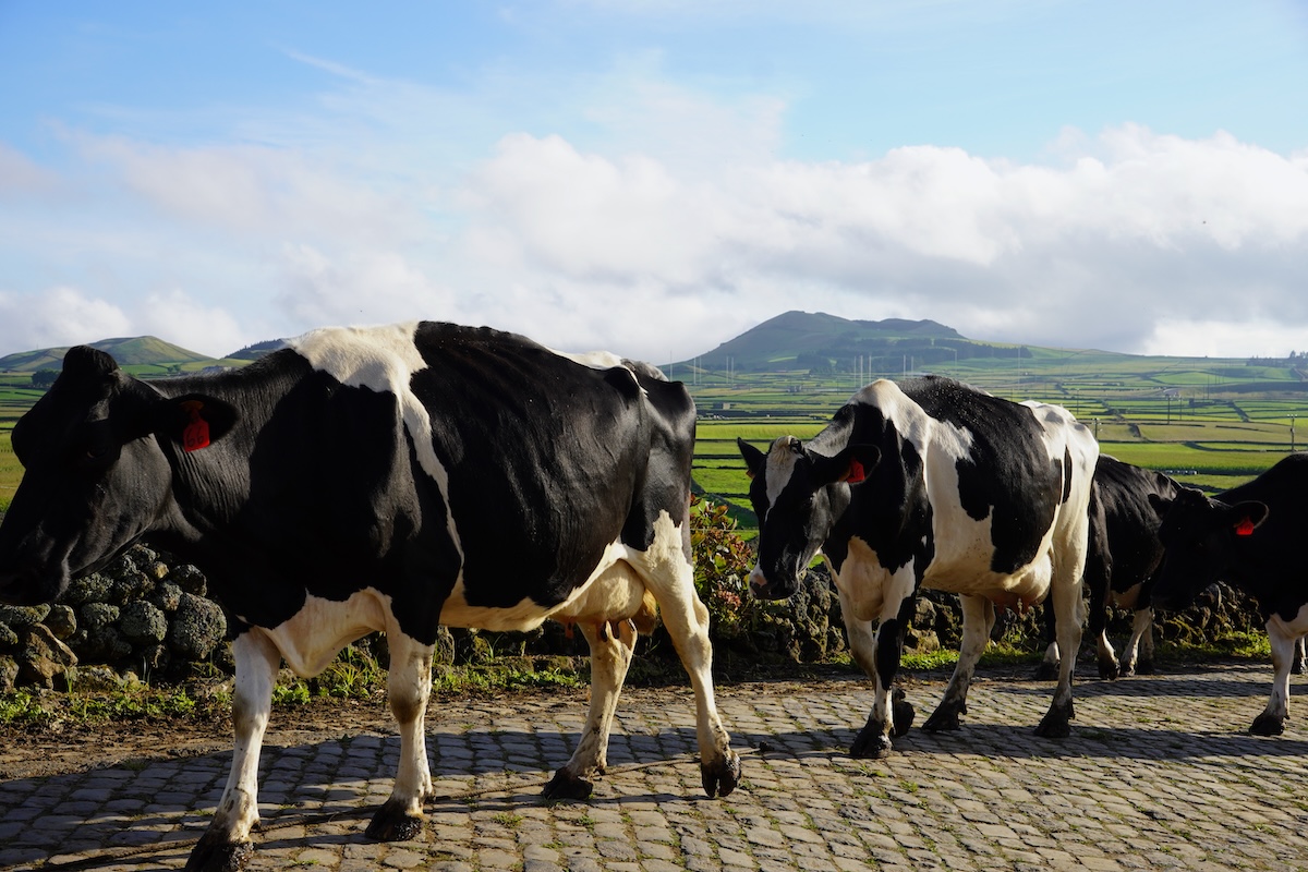 3 Day Terceira Itinerary: See the Best of the Island (By Car or Tour ...
